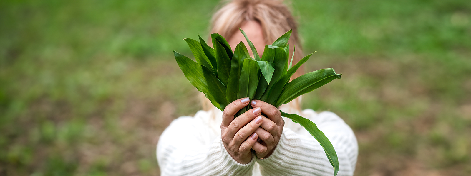 Z lesa rovnou na talíř! Kde roste medvědí česnek, jak ho poznat a ...